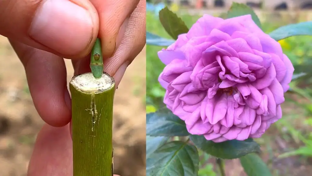 How to graft different roses on 1 tree | Grafting rose branches ...