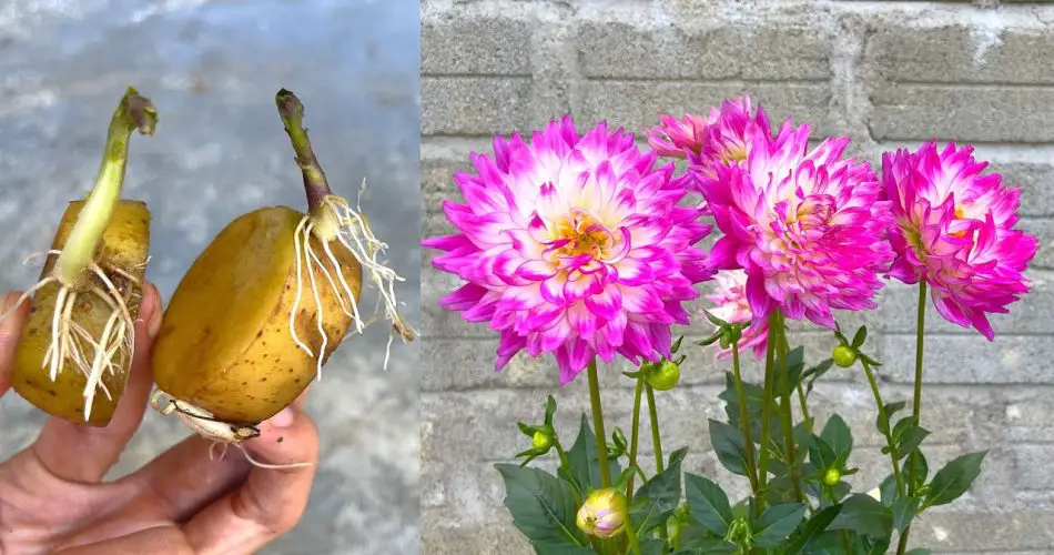 How to grow Thuoc Duoc flower with tubers | Grow Dahlias At Home ...