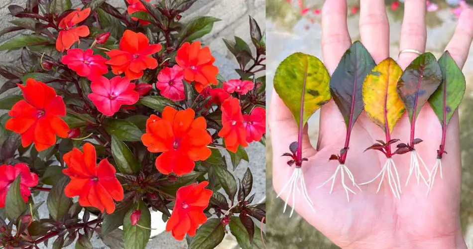 How to grow apricot trees with leaves | Breeding Impatiens – Greenhome ...