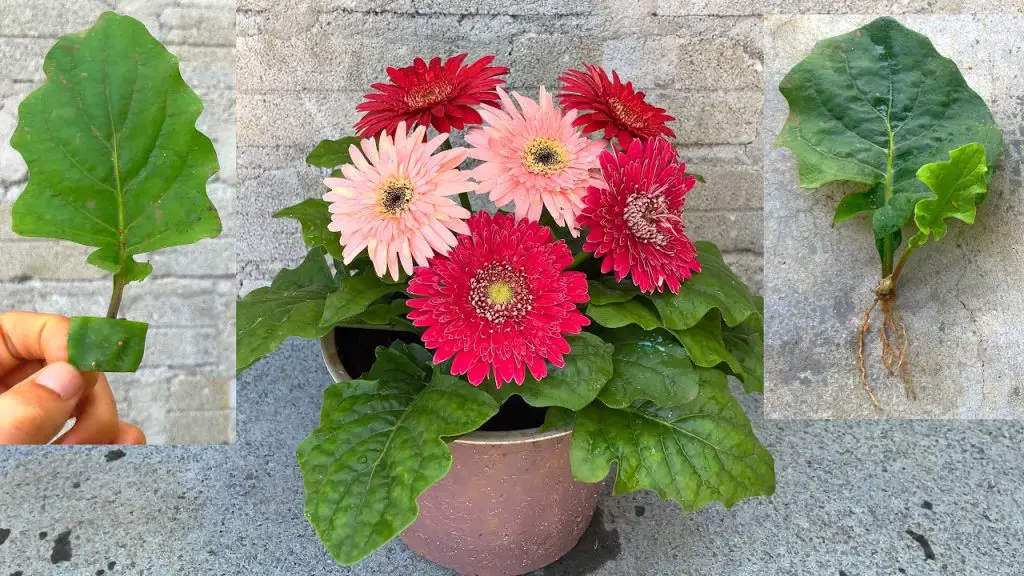 3-color gerbera pots grown from leaves | Grafting plants gerbera ...