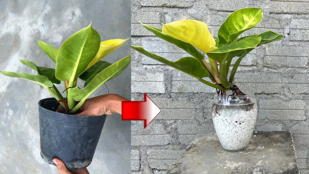 Betel nut tree makes a very beautiful aquatic plant | Growing plants in ...