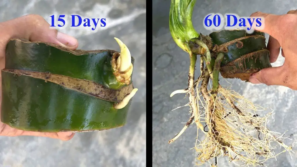 How to propagate the great rich tree with a simple stem – Greenhome ...