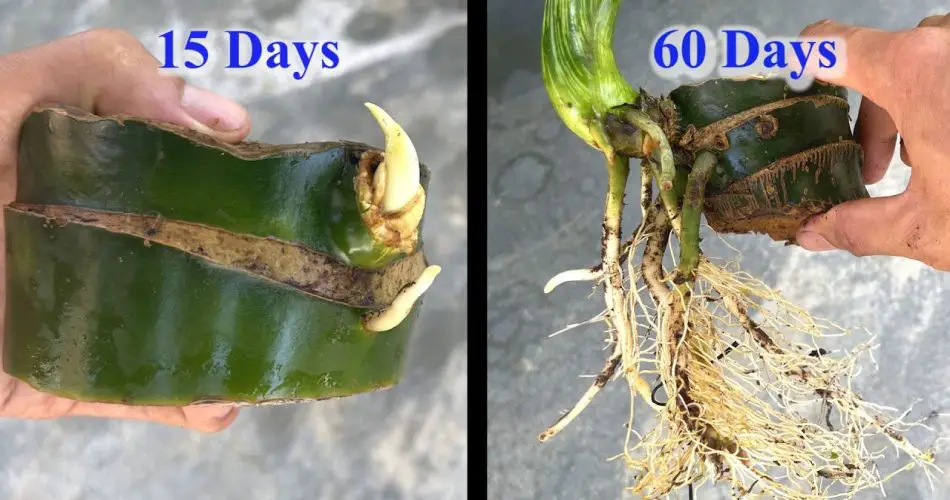 How to propagate the great rich tree with a simple stem – Greenhome ...