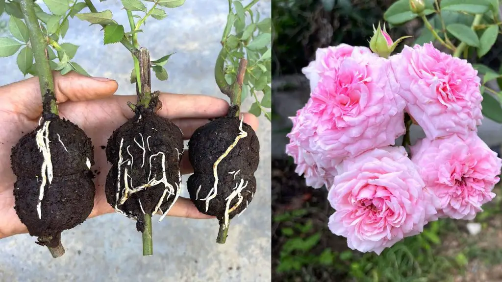 Using coffee grounds to extract rose branches | Breeding roses ...