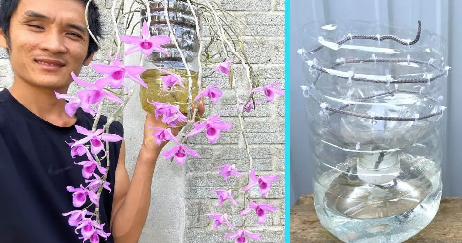 How to make orchid pots with plastic bottles | Orchid – Greenhome Gardening