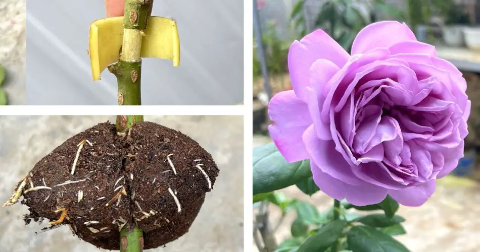 Try rooting roses with potatoes | Rose Garden – Greenhome Gardening