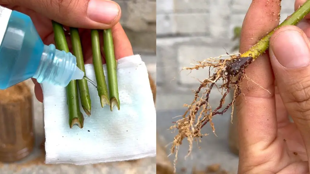 This can make rose branches grow roots, You will be surprised when you ...