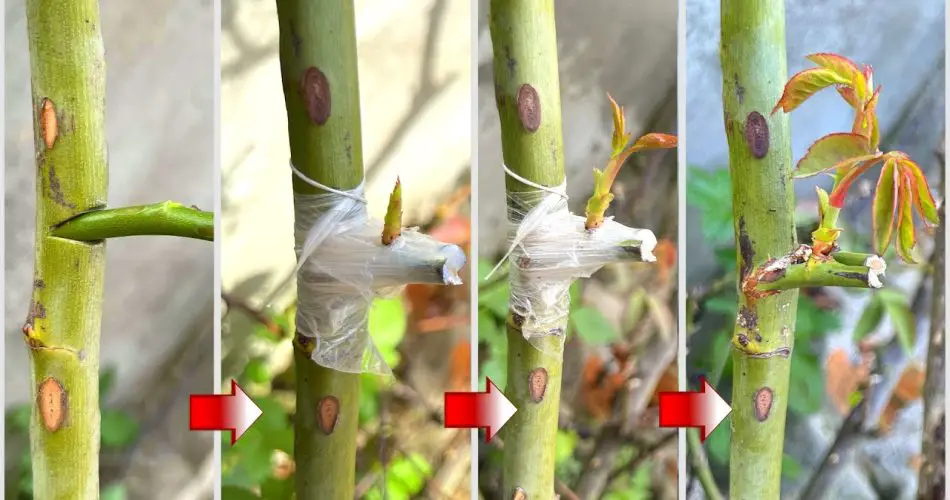 New method of grafting roses | How to graft roses – Greenhome Gardening