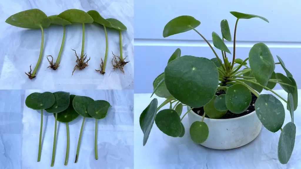 One more plant grown from leaves | Planting trees with leaves ...