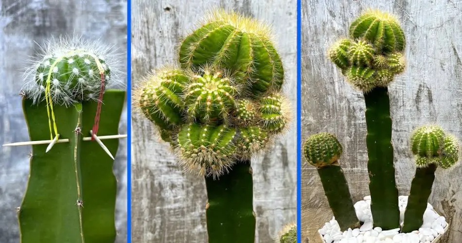 How to graft a cactus | Grafting cactus to dragon tree – Greenhome ...