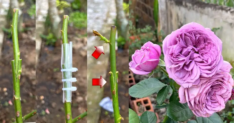 How to pair roses very simple | New method of grafting roses ...
