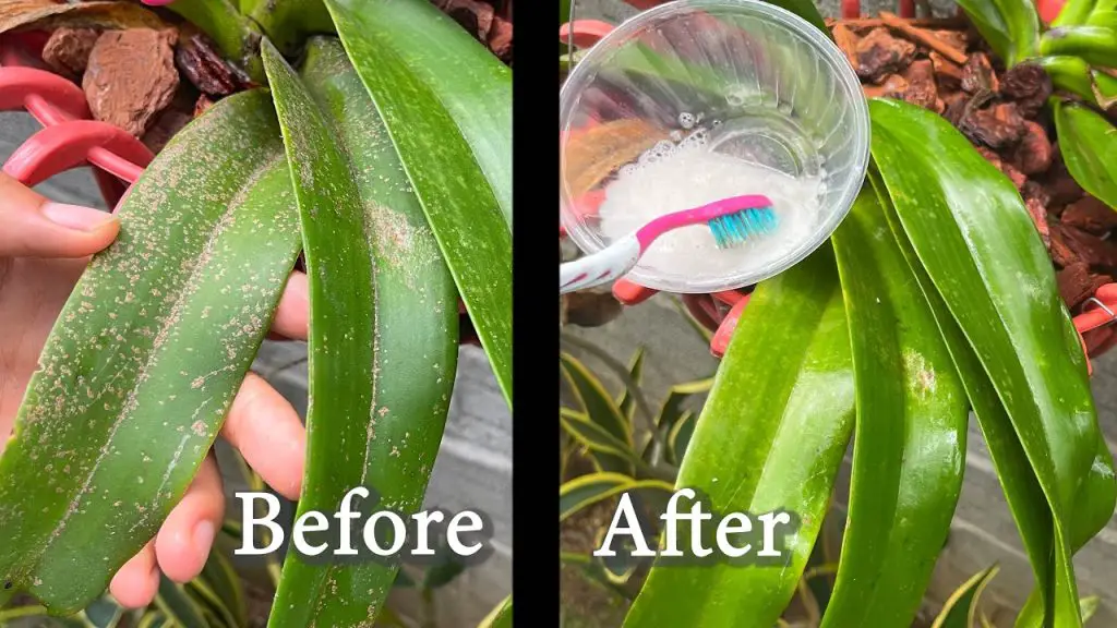 You can use this method to kill planthoppers in your garden, it’s very ...