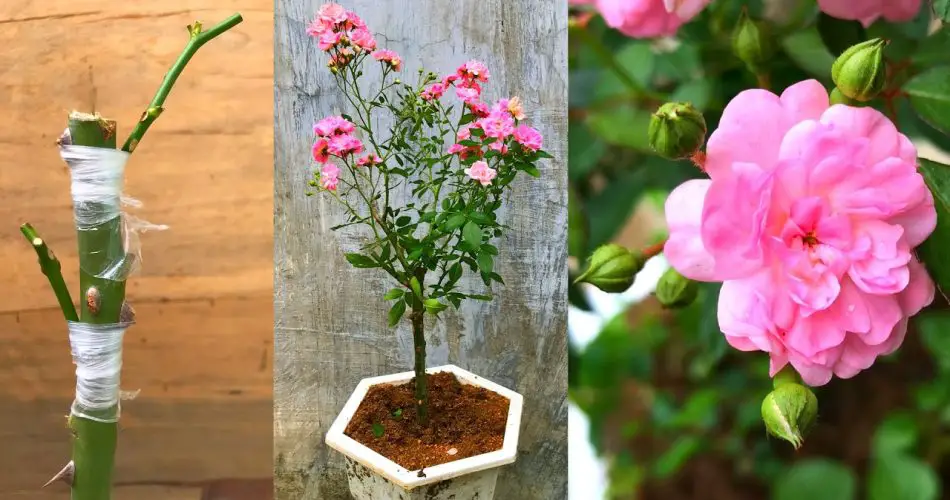 How to pair mini roses into super beautiful pots | Rose transplant ...