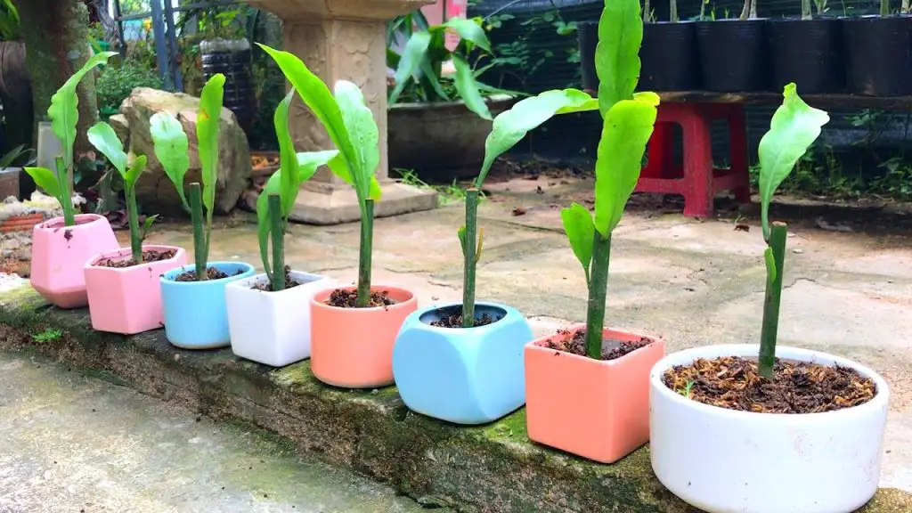 How to multiply plants in the home garden | Night Blooming Cereus ...