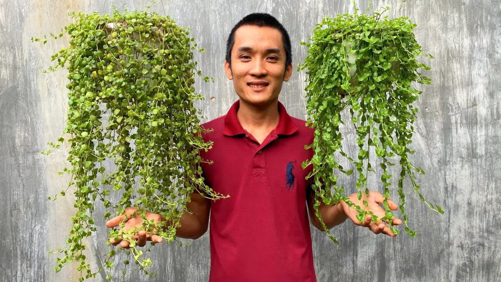 How to plant a beautiful hanging plant in front of the house ...