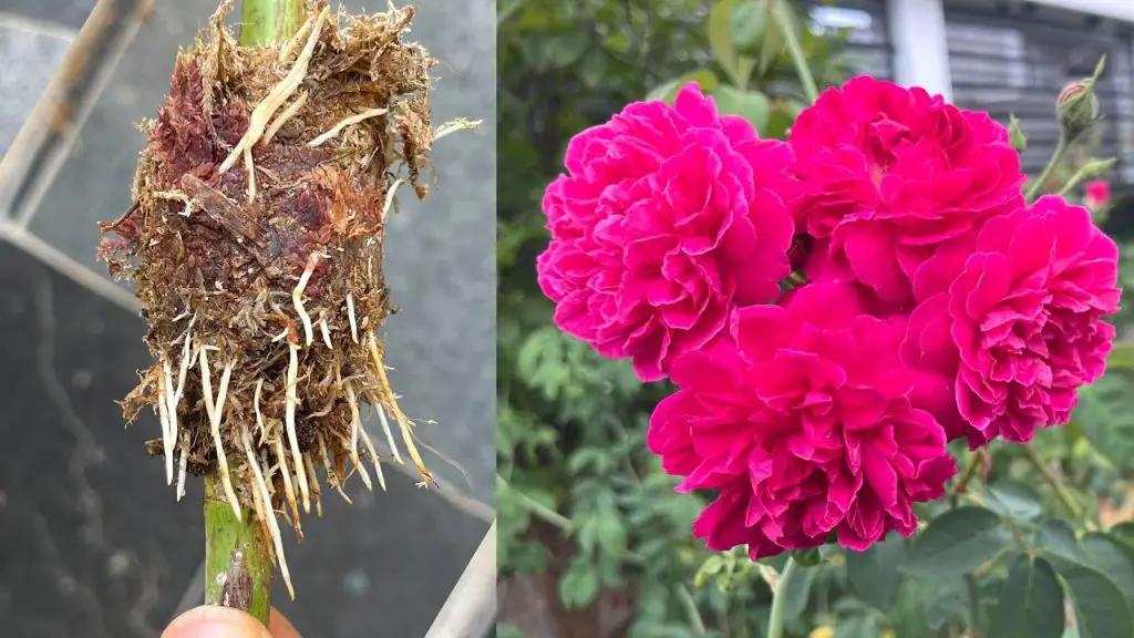 When you don’t have soil you can still propagate roses this way ...