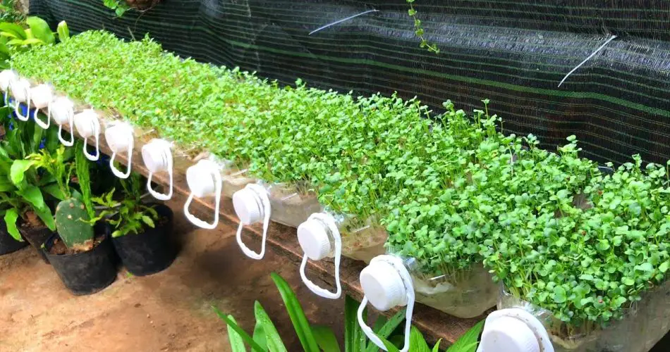 Growing sprouts in plastic bottles | Tips to recycle plastic waste to ...