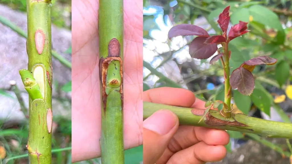How to graft roses in 30 days – Greenhome Gardening