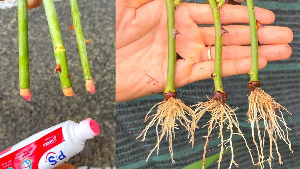 How to propagate rose branches that few people know – Greenhome Gardening