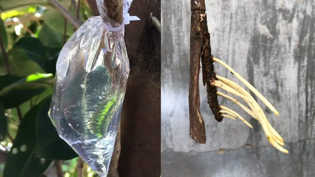 How to extract plants with water very much roots – Greenhome Gardening