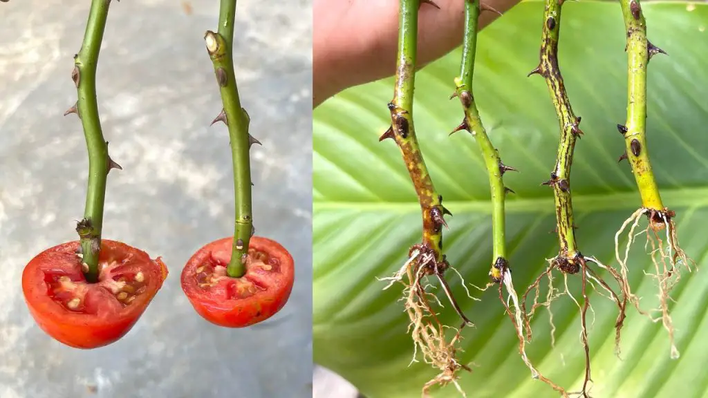 How rose branches are rooted thanks to tomatoes – Greenhome Gardening