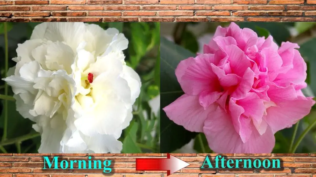 Hibiscus mutabilis | The flower changes color from white to pink ...