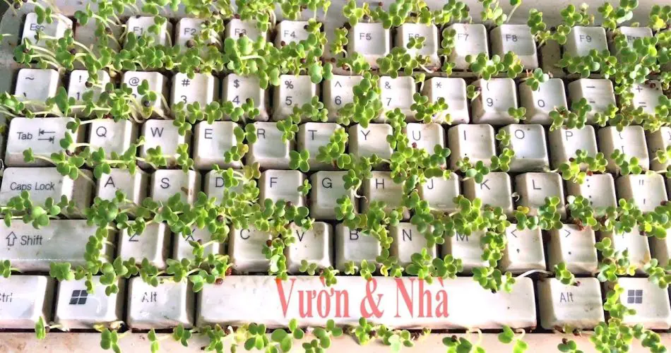 Planting trees on computer keyboard_Decorate the desk with trees ...