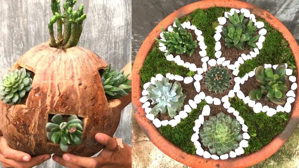 3 unique ways to grow rock lotus for the garden – Greenhome Gardening