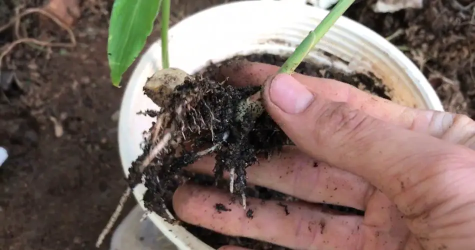 Growing Ginger in a Home Pot is Extremely Easy – Greenhome Gardening