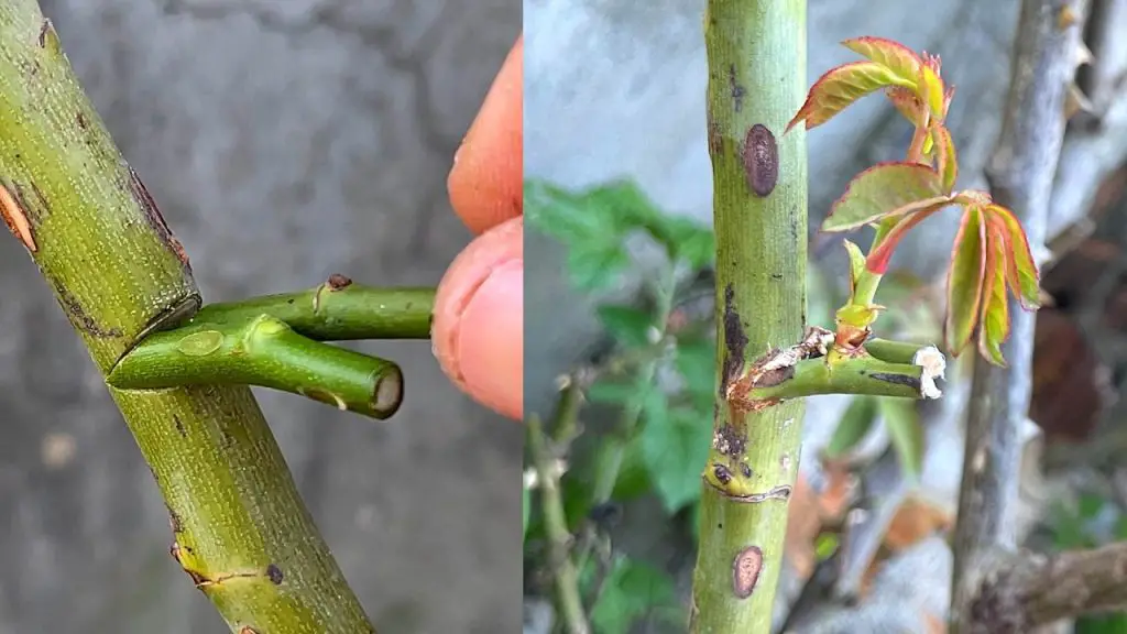 I Swear You Have Never Seen Anyone Grafting Roses Like Me, This Method ...