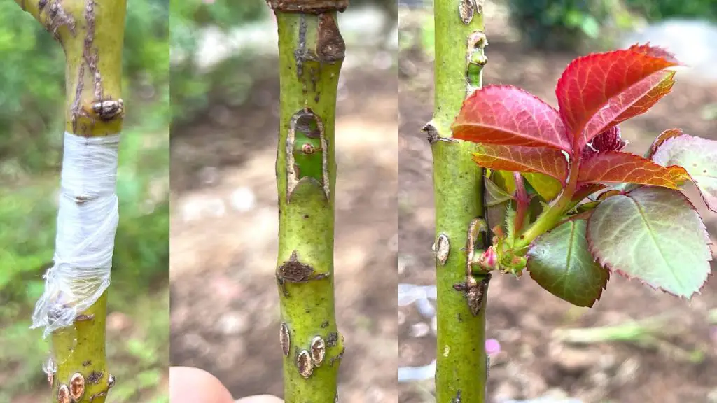 Tips for grafting multicolored roses on the same tree | How to graft ...
