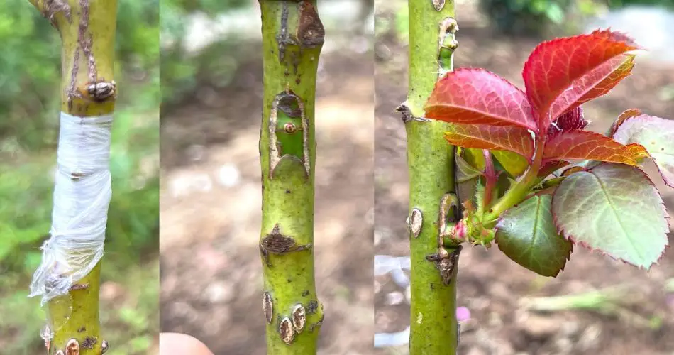 Tips for grafting multicolored roses on the same tree | How to graft ...