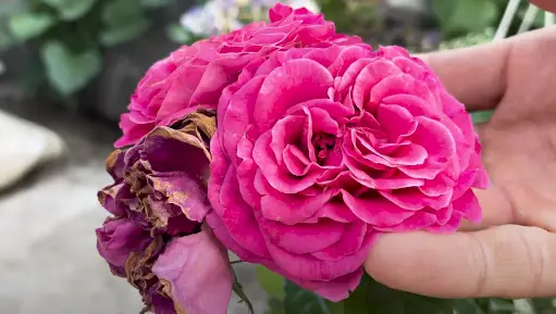 Mastering the Art of Rose Grafting: Techniques and Tips – Greenhome ...