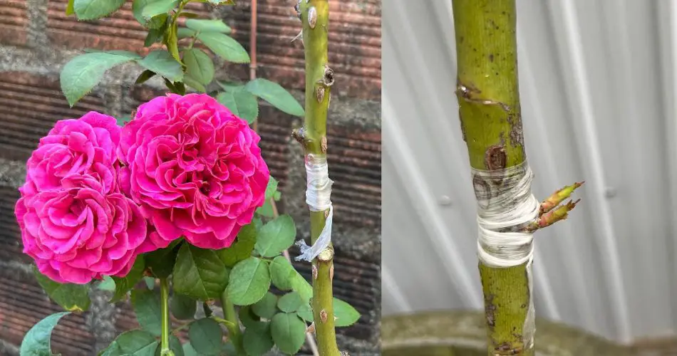 Mastering the Art of Rose Grafting: Techniques and Tips – Greenhome ...