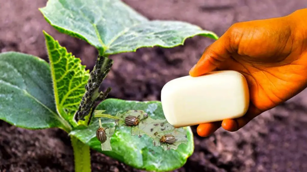 The Best Insecticide to Eliminate Aphids from Plants – Greenhome Gardening
