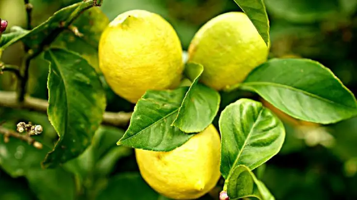 How to Cut Lemons from Your Lemon Tree So That It Continues to Produce ...