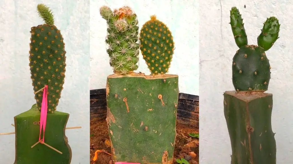 Grafting Cactus to Dragon Tree: A Step-by-Step Guide – Greenhome Gardening