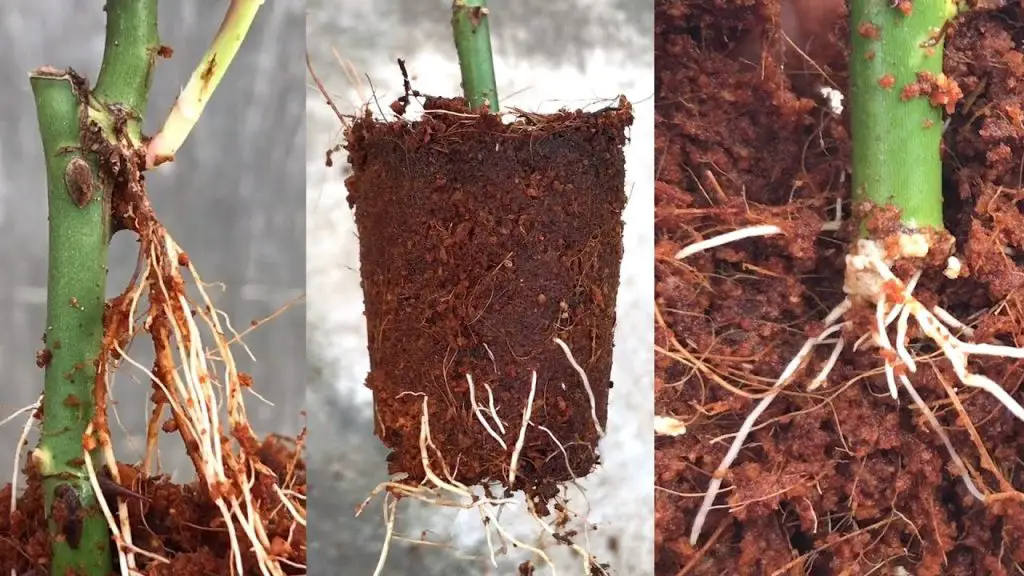 Branching Out: A Beginner’s Guide to Planting Roses from Branches ...