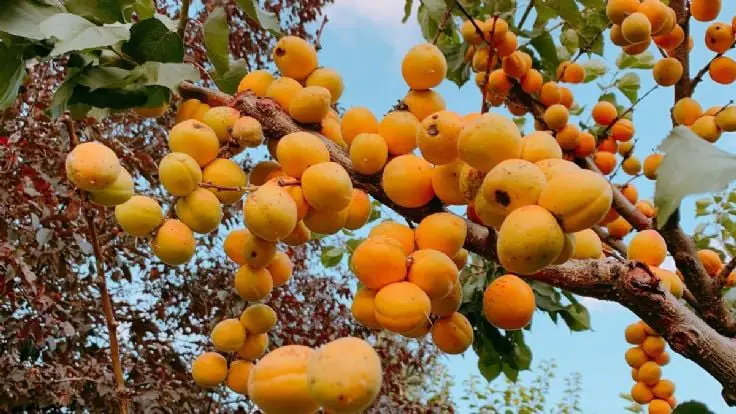 Best Fruit Trees to Plant in July for Successful Fruit Production ...