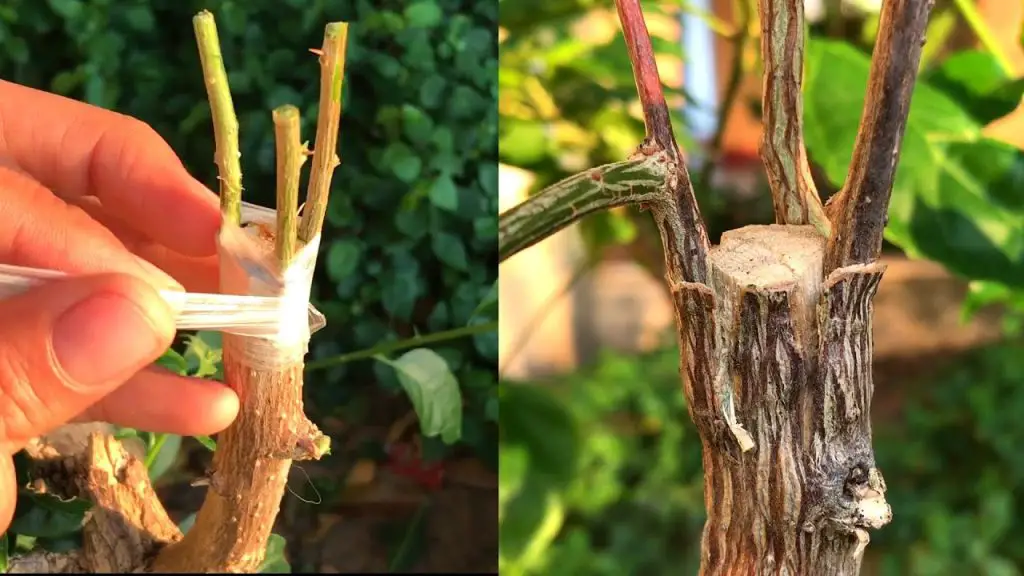 Unlocking Horticultural Potential: The Versatility of Grafting in Tree ...