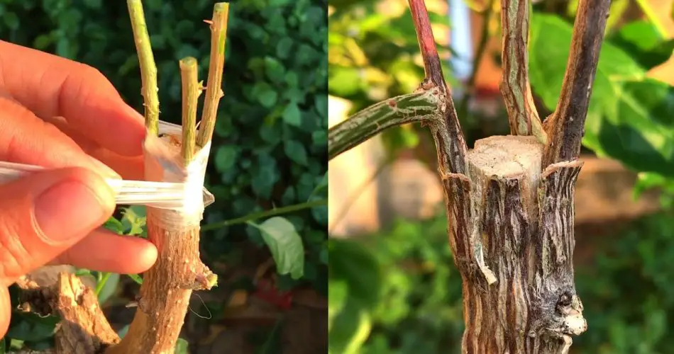 Unlocking Horticultural Potential: The Versatility of Grafting in Tree ...