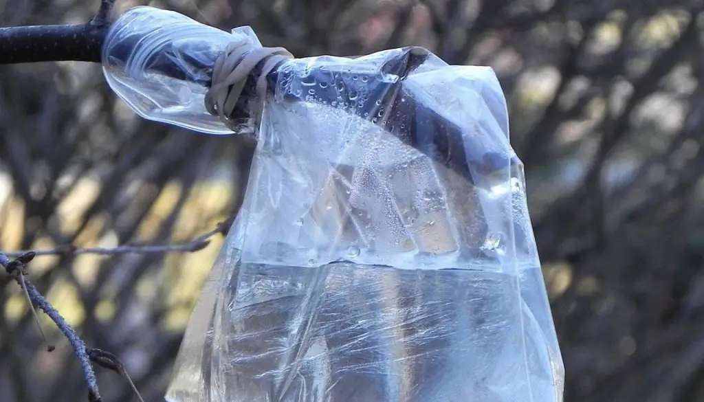 Why Hang Water Bags on Trees: An Effective Gardening Method – Greenhome ...