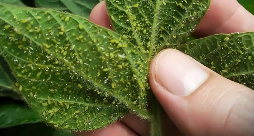 How to Eliminate Aphids Using Folk Methods: Long-Term Relief for Your ...