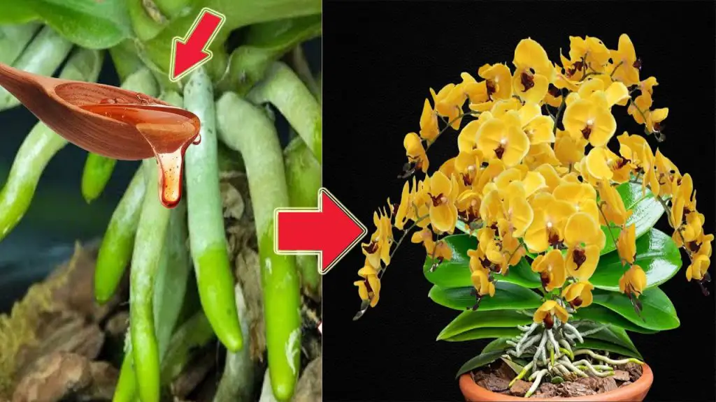 Calamansi Care Secrets: Enhance Root and Flower Growth with a Few Drops ...