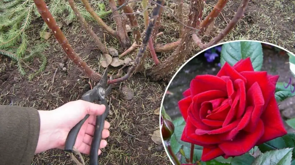 When Exactly Should Roses be Pruned to Bloom Beautifully This Year ...