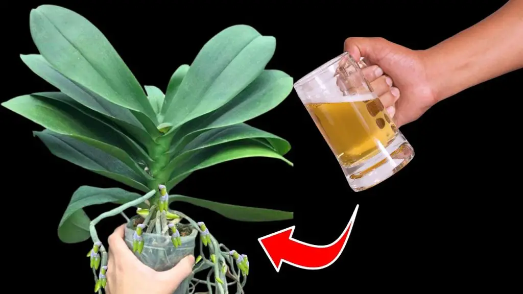 Summer Miracle: Orchids Bloom Abundantly with Just a Bit of Beer ...