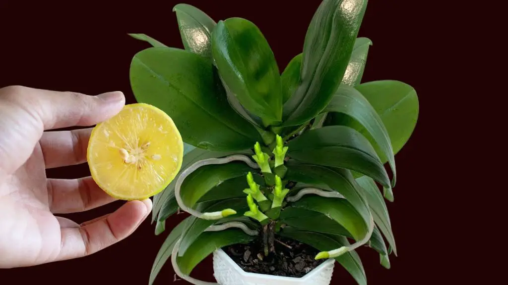 Unveiling the Power of Lemon: Orchids Burst into Full Bloom with Just a ...