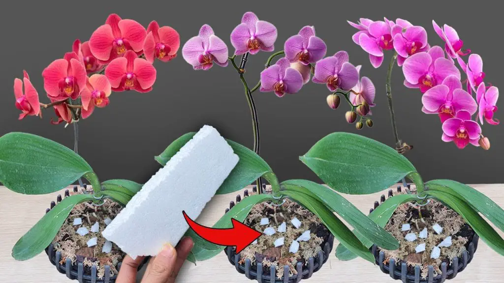 Innovative Orchid Growth: Foam and Rice Method – Greenhome Gardening