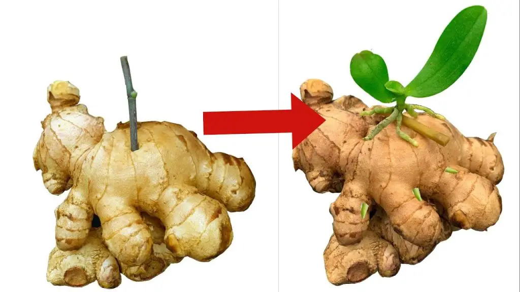 Magical Way to Propagate Orchids Quickly and Instantly with Ginger ...