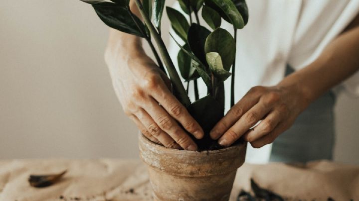 Create a Nutrient-Rich Substrate for Indoor Plants – Greenhome Gardening